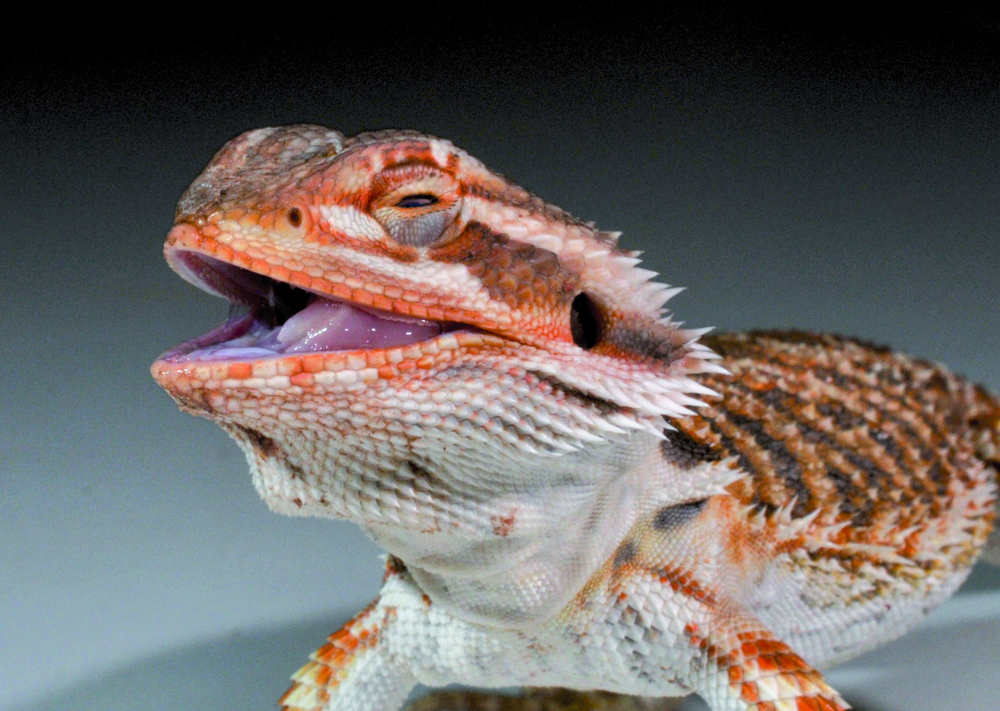 Bartagamen Haltung und Pflege - Reptilienkosmos Blog